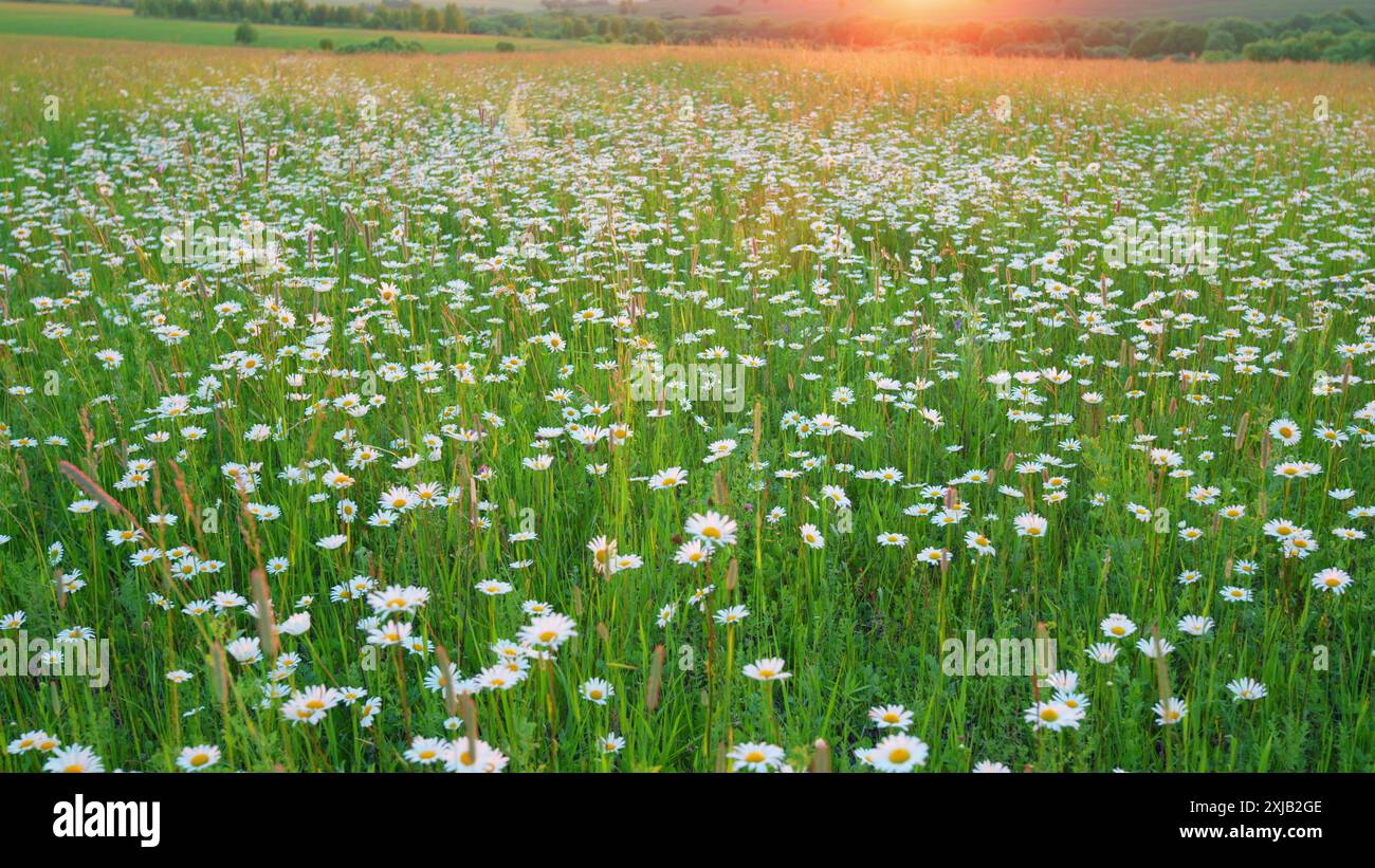 Wide shot. Blooming camomile in the green field. Flowering and ...