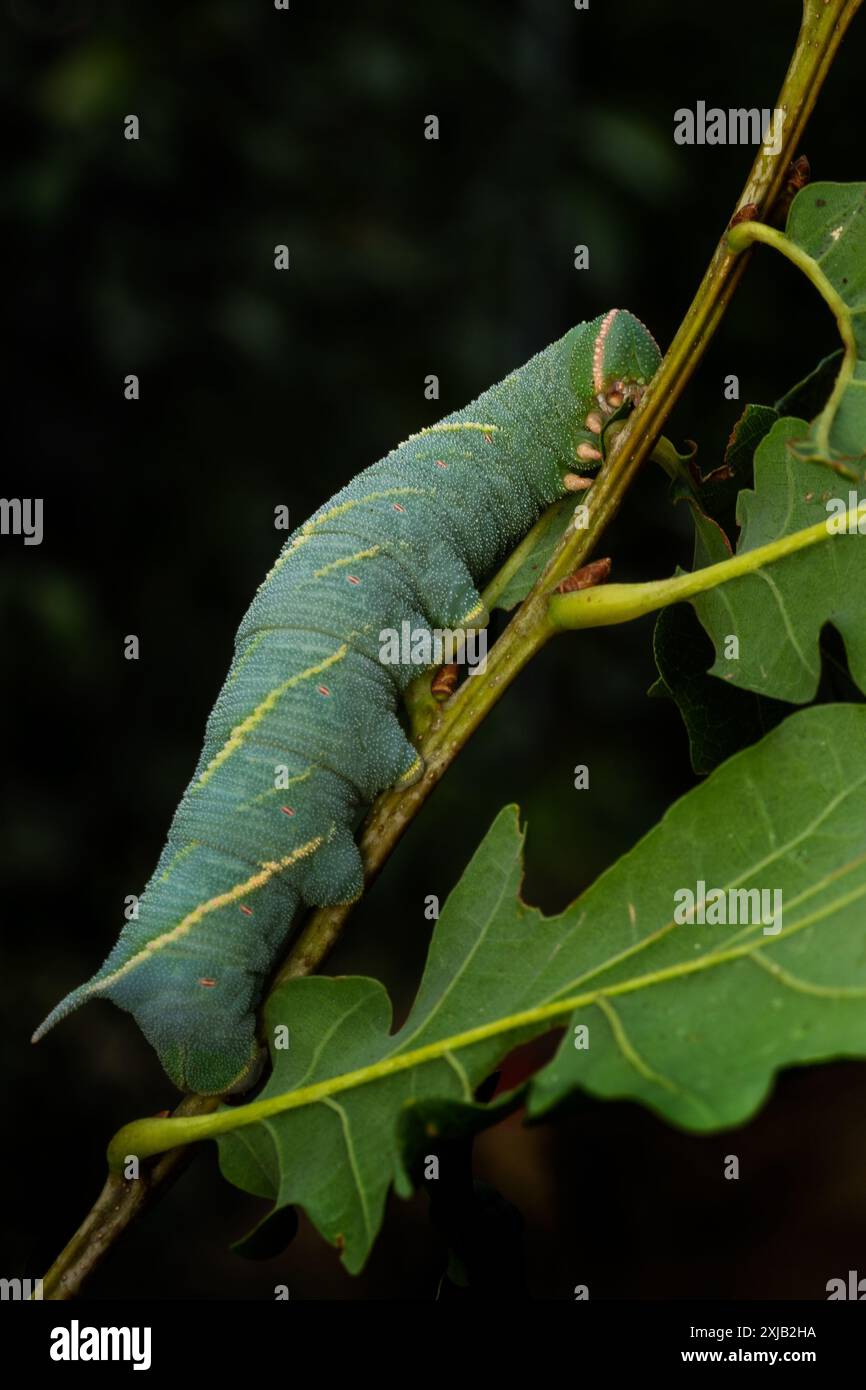Oak Hawk-moth caterpillar - Marumba quercus, caterpillar of moth from ...