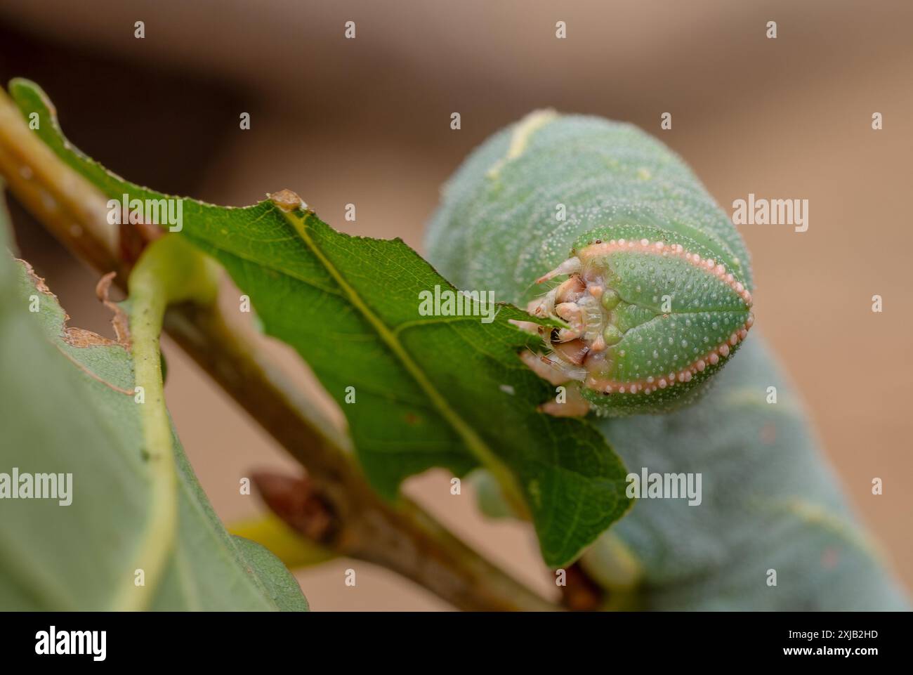 Oak Hawk-moth caterpillar - Marumba quercus, caterpillar of moth from ...