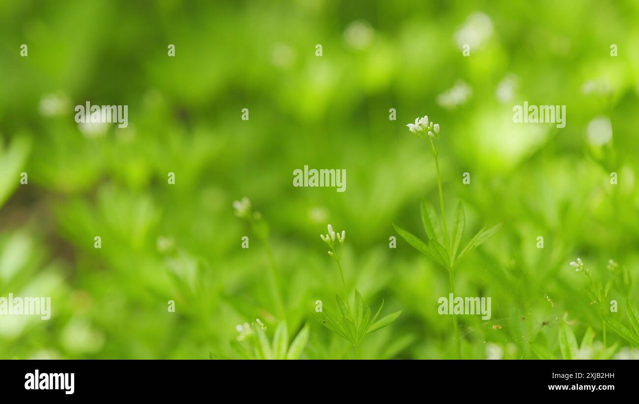 Close up. White wildflowers. Bedstraw galium odoratum blooms in spring ...
