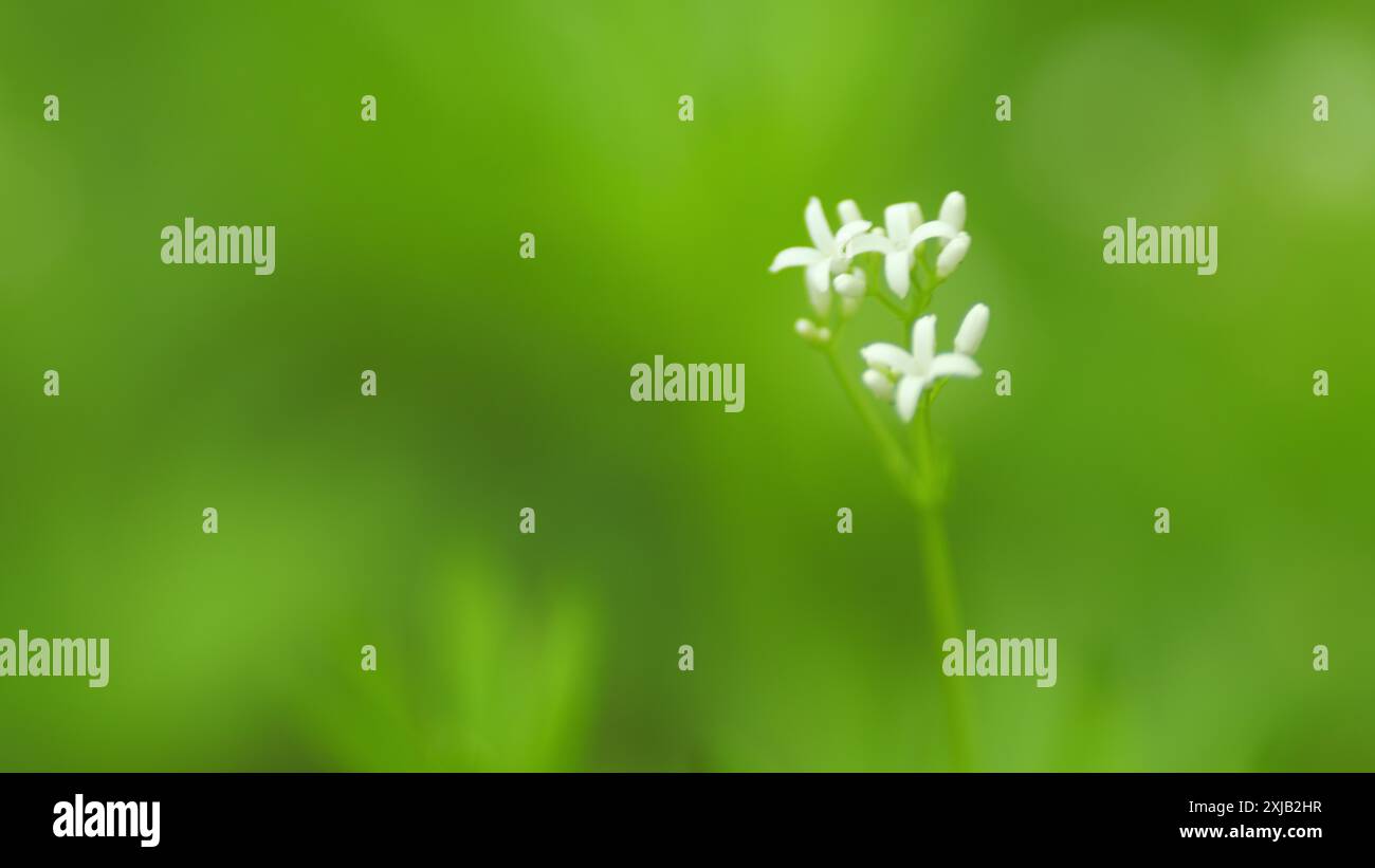 Close up. Spice and medicinal plant that grows in the forest. Flowers ...