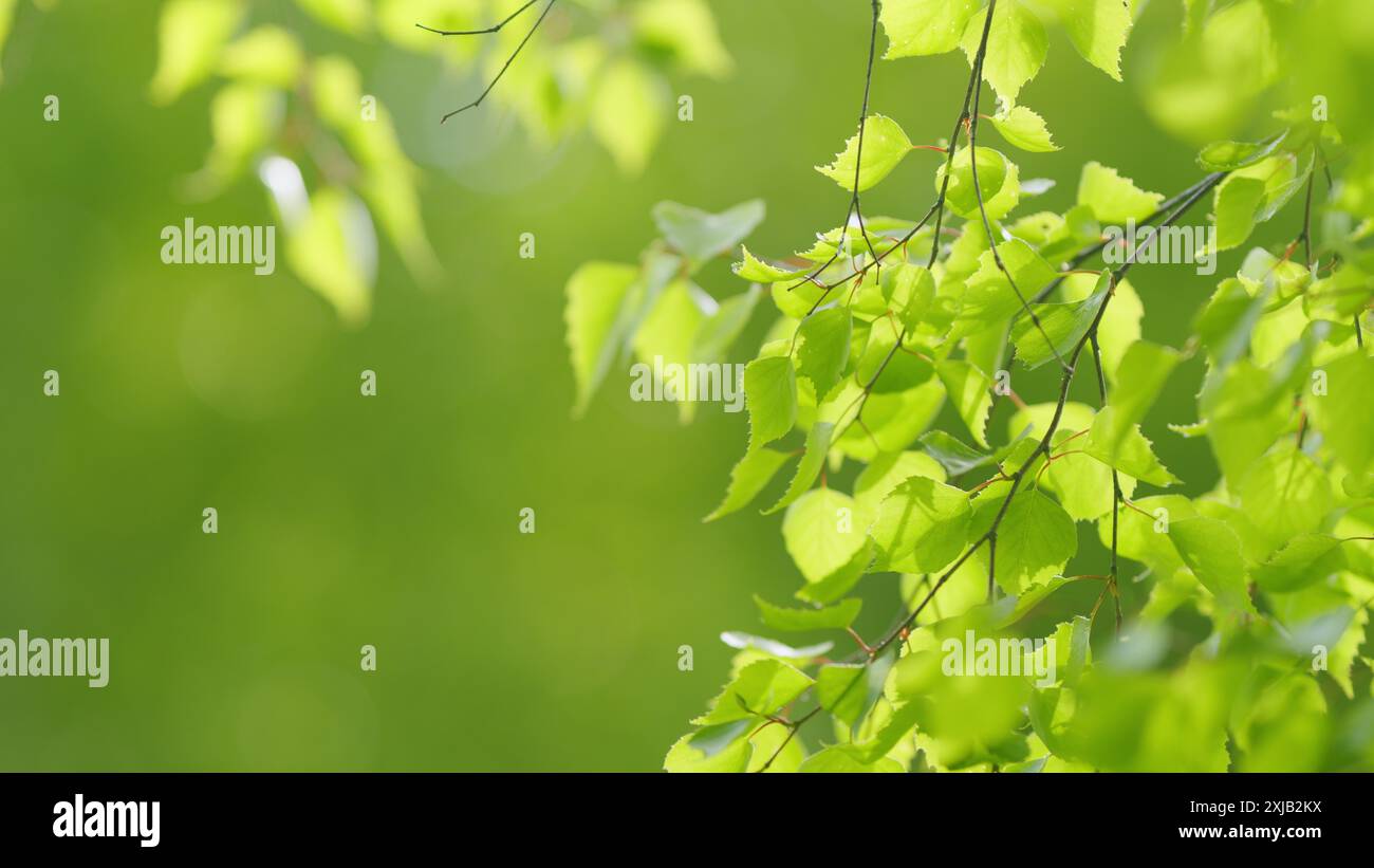 Bokeh. Birch branch with green natural fresh foliage leaves blowing in ...