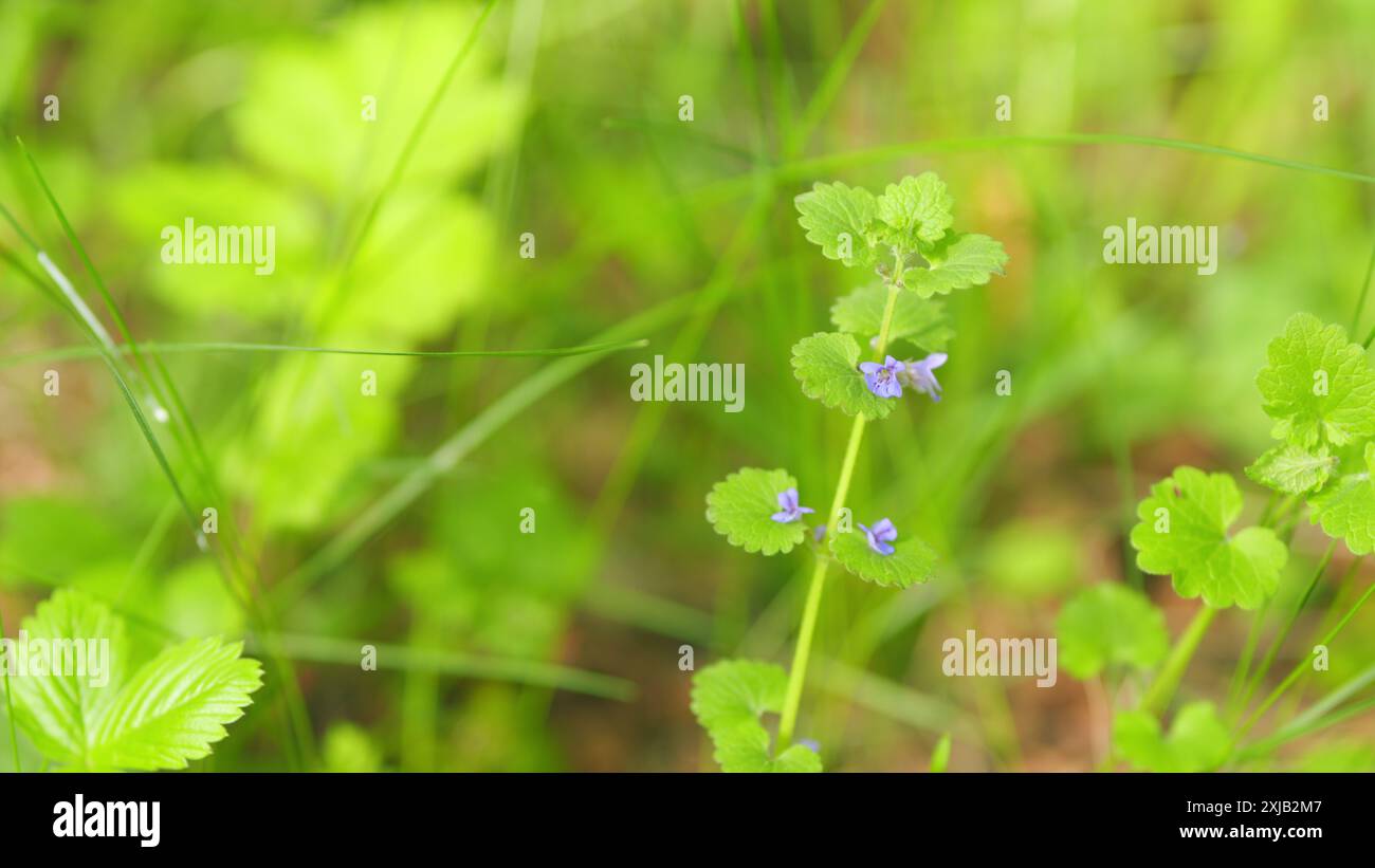 Creeping charlie weed hi-res stock photography and images - Alamy