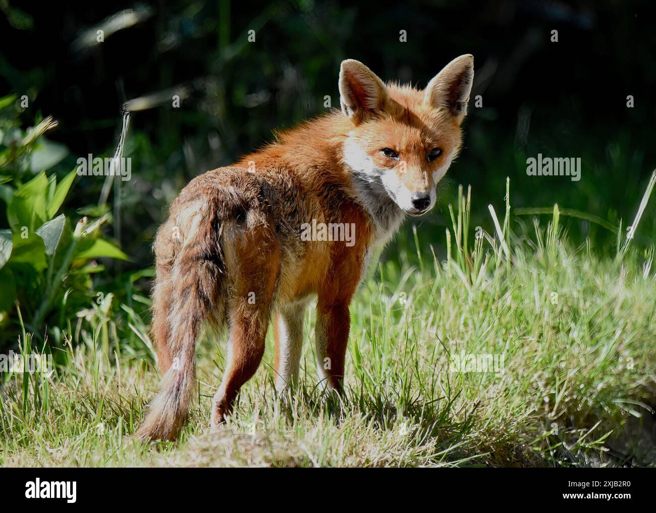 Fox mange hi-res stock photography and images - Alamy