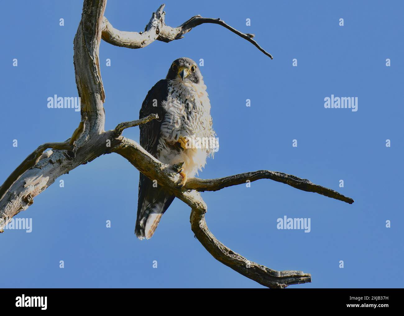 Peregrine Falcon (Falco peregrinus) perching high on a tree branch ...