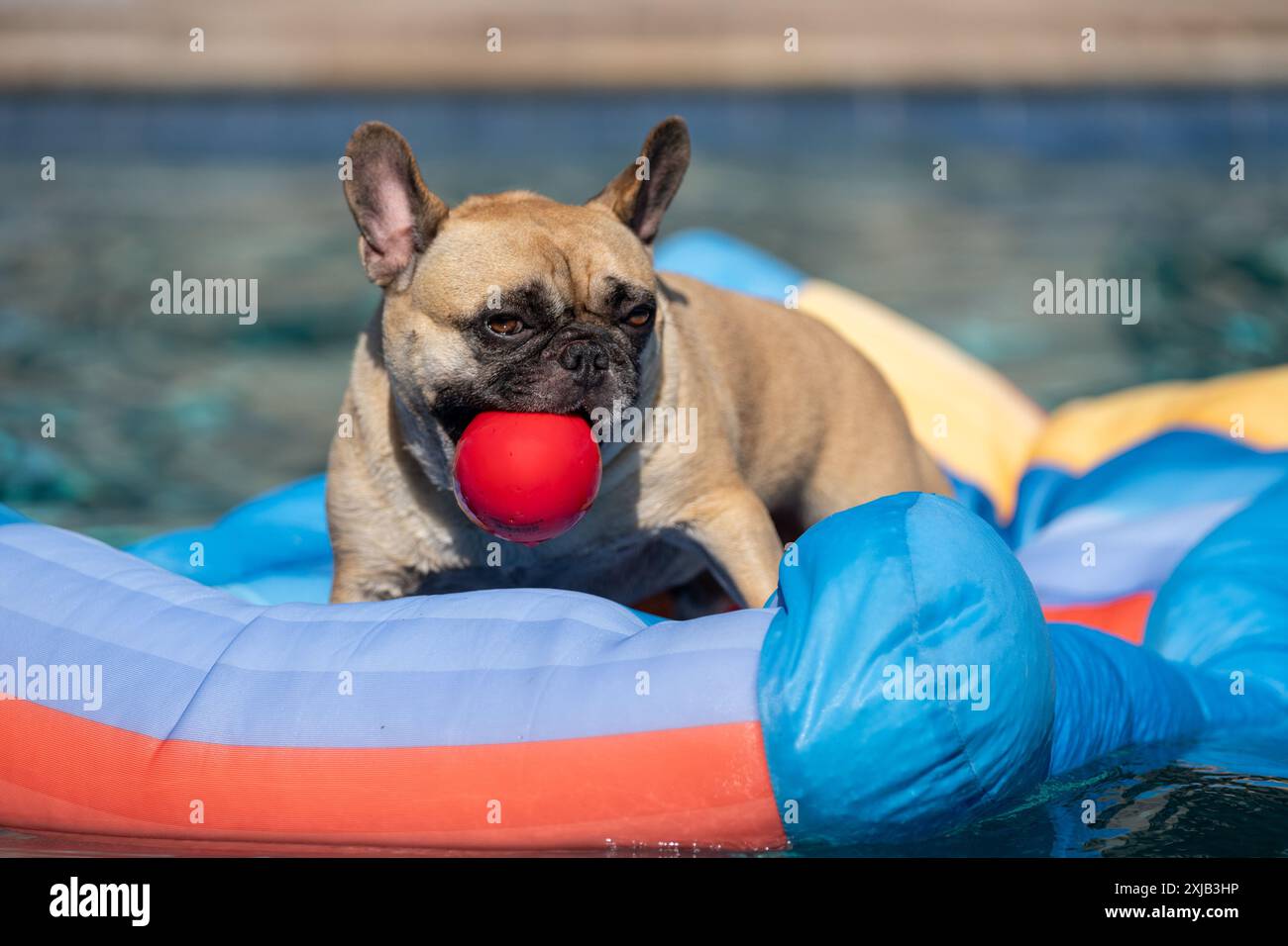 French bulldog on a swim float in a swimming pool with a red ball Stock ...