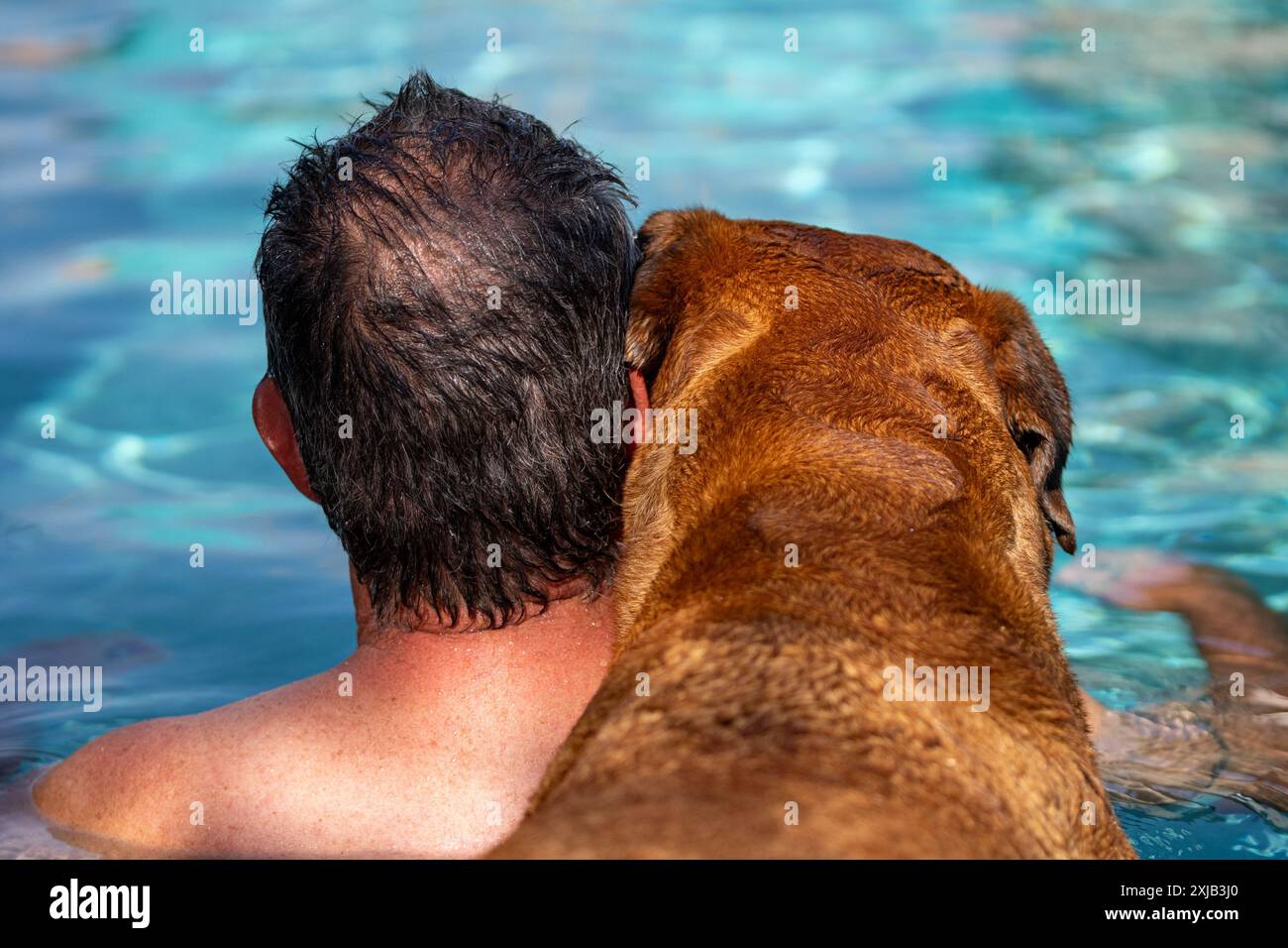 A red bull mastiff in the swimming pool with his best buddy and dad ...