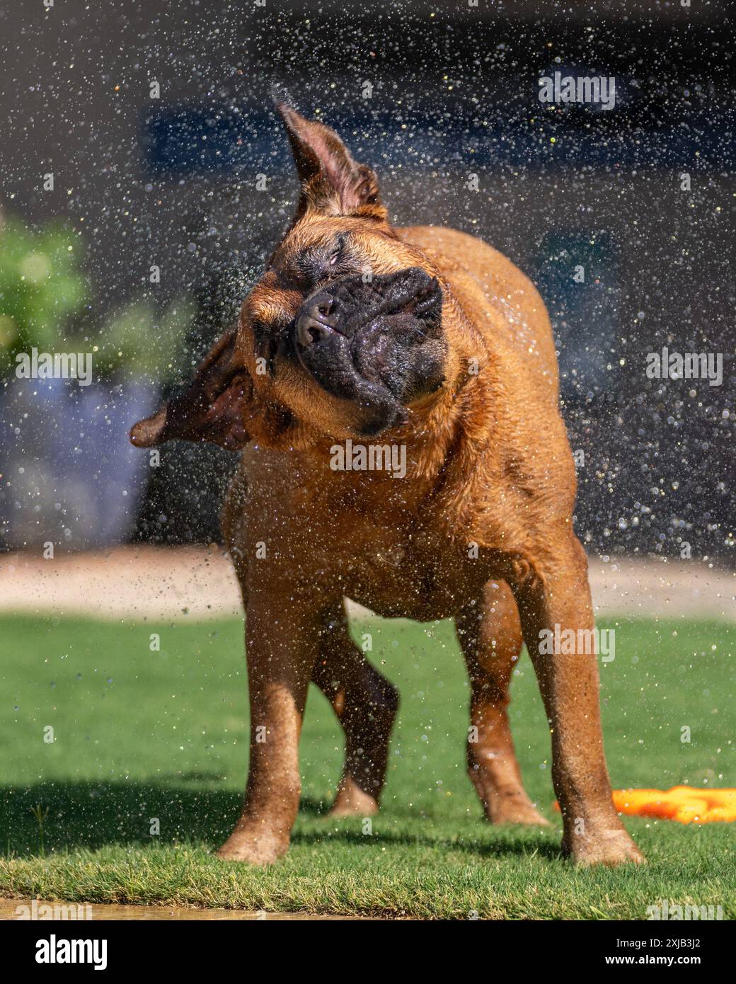 Red bull swimming hi-res stock photography and images - Alamy