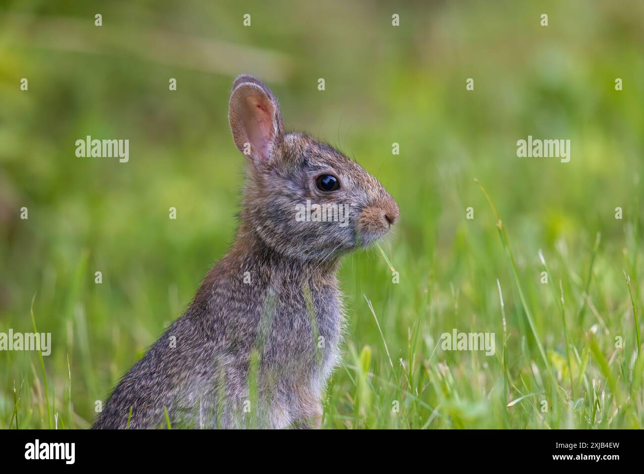 New world cottontail rabbit hi-res stock photography and images - Alamy