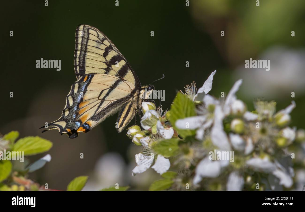 Eastern swallowtail butterfly nectaring on a flowering blackberry bush ...