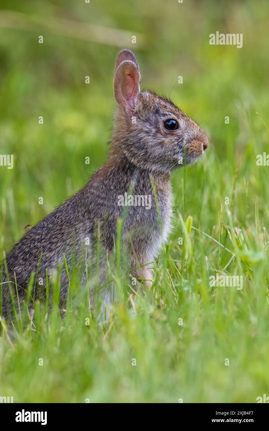 Eastern cottontail rabbit on a June evening in northern Wisconsin Stock ...