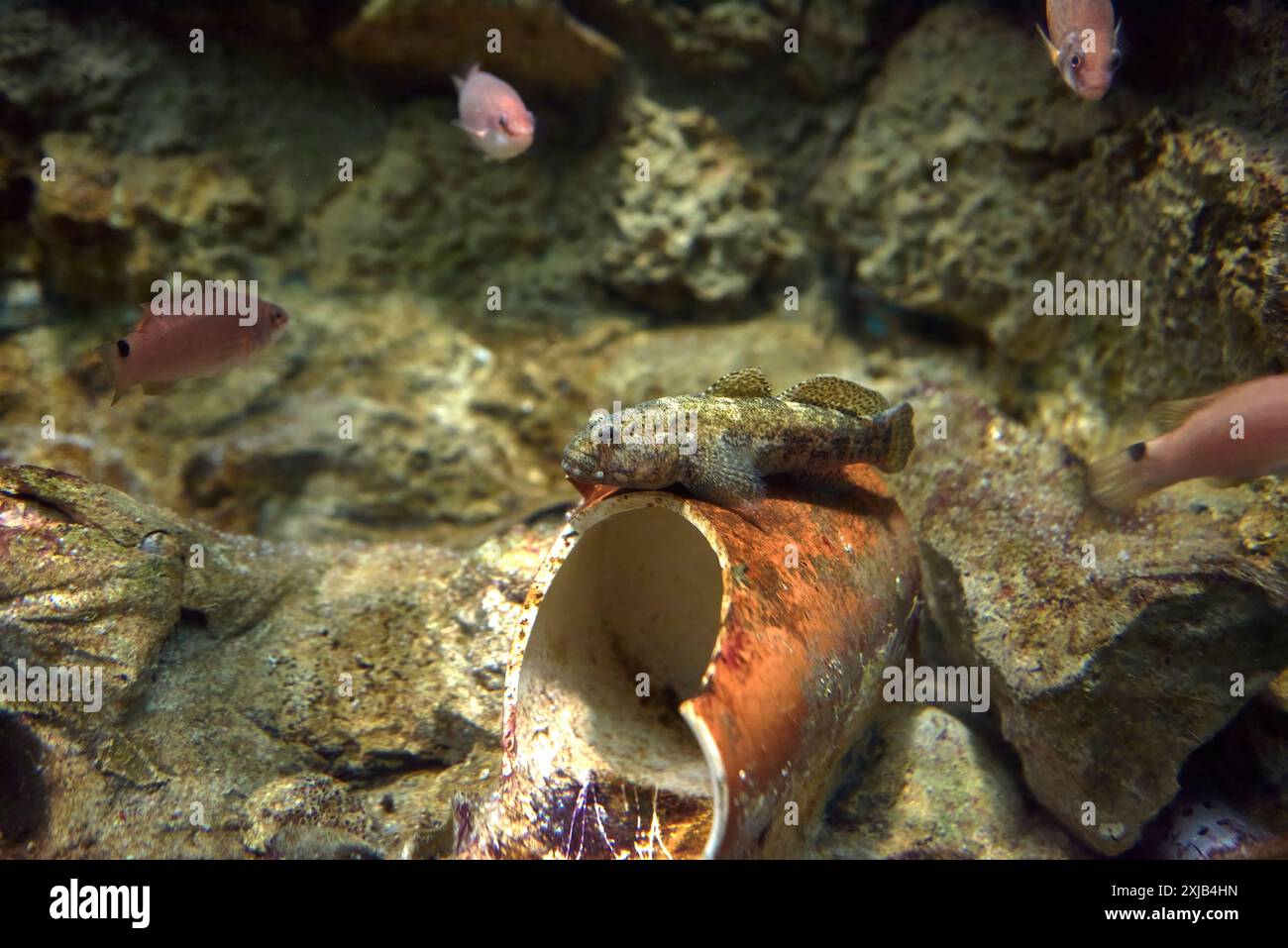 Brown fish resting in the background. Pipeline, stone, uncrowded quiet ...