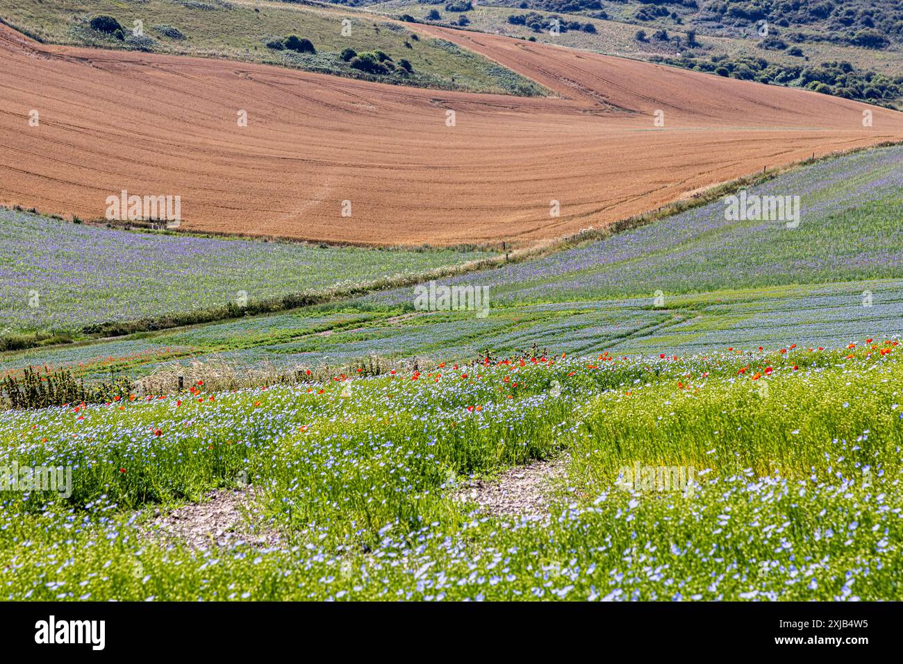 A rural Sussex farm landscape with poppies growing in a field of ...