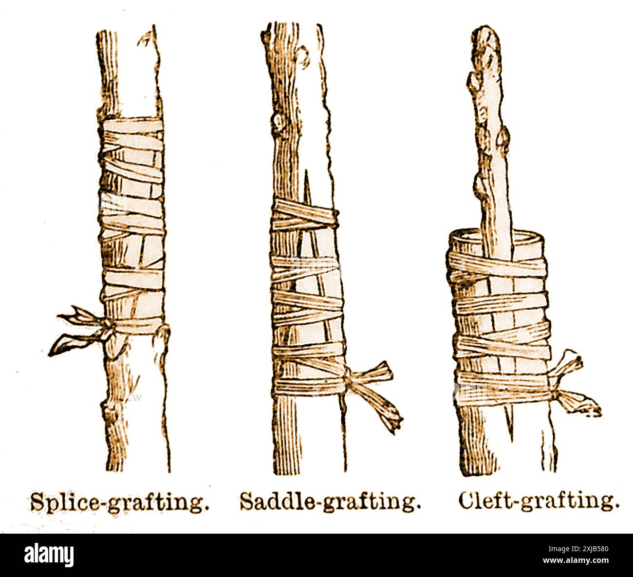 A 19th century illustration showing commonly horticultural grafting ...