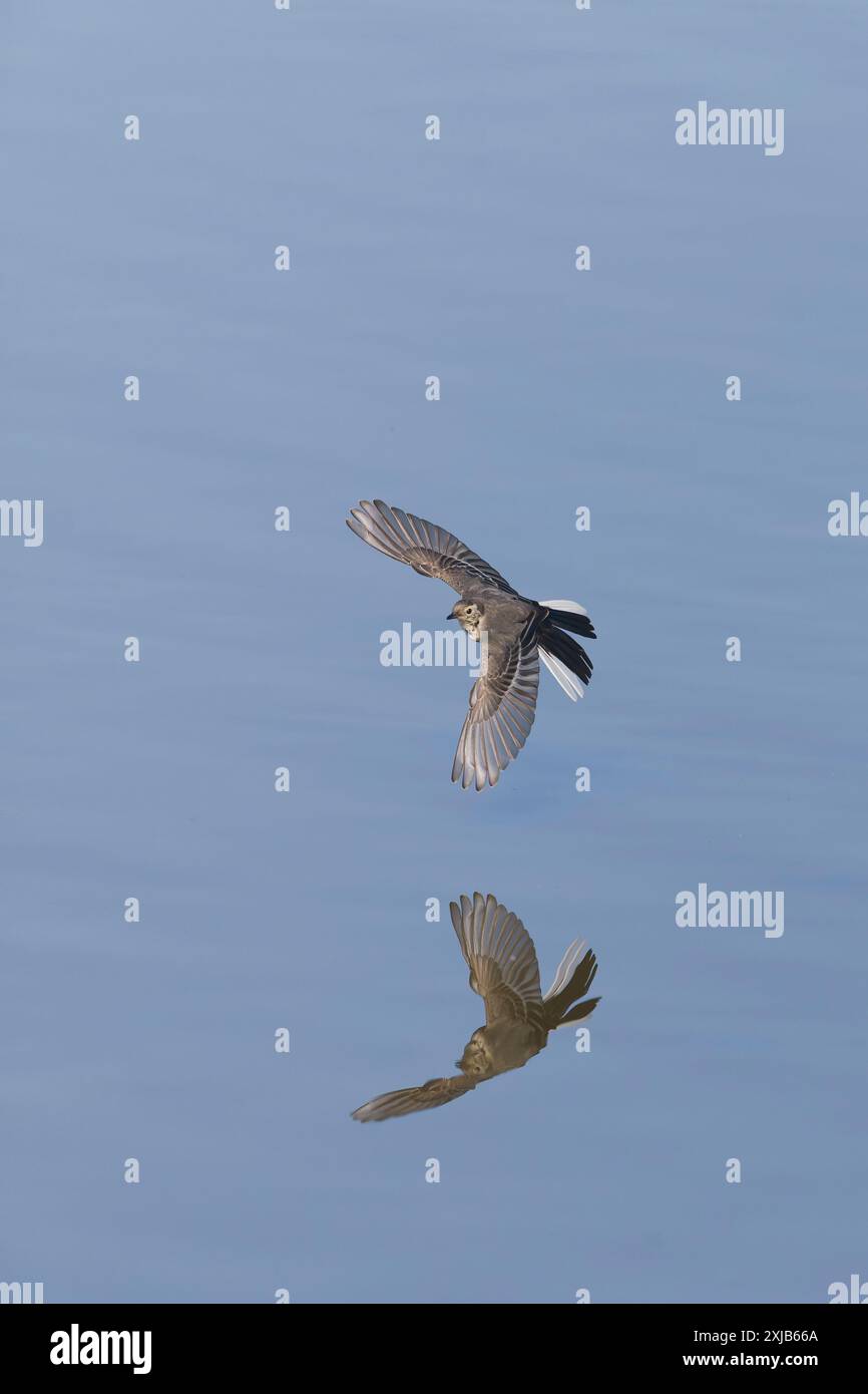 Pied wagtail Motacilla alba yarrellii, juvenile flying, Suffolk ...