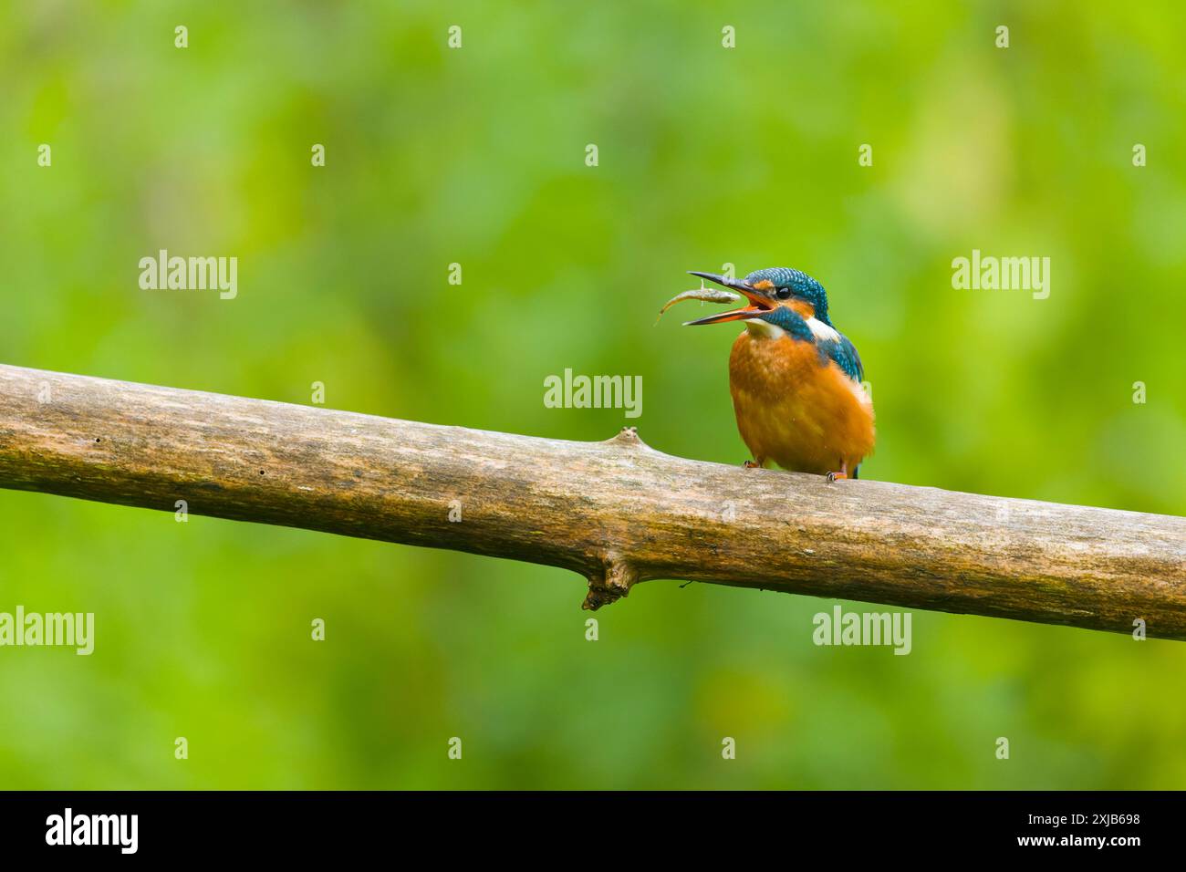 Common kingfisher Alcedo atthis, juvenile female perched on branch ...