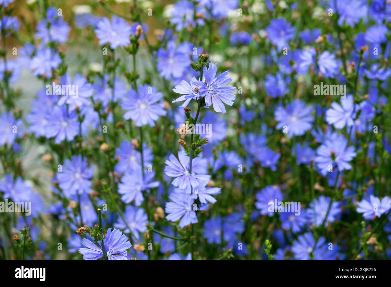 Common chicory flowers Cichorium intybus blue Stock Photo - Alamy