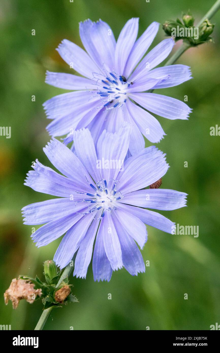 Common chicory flower Cichorium intybus portrait Stock Photo - Alamy