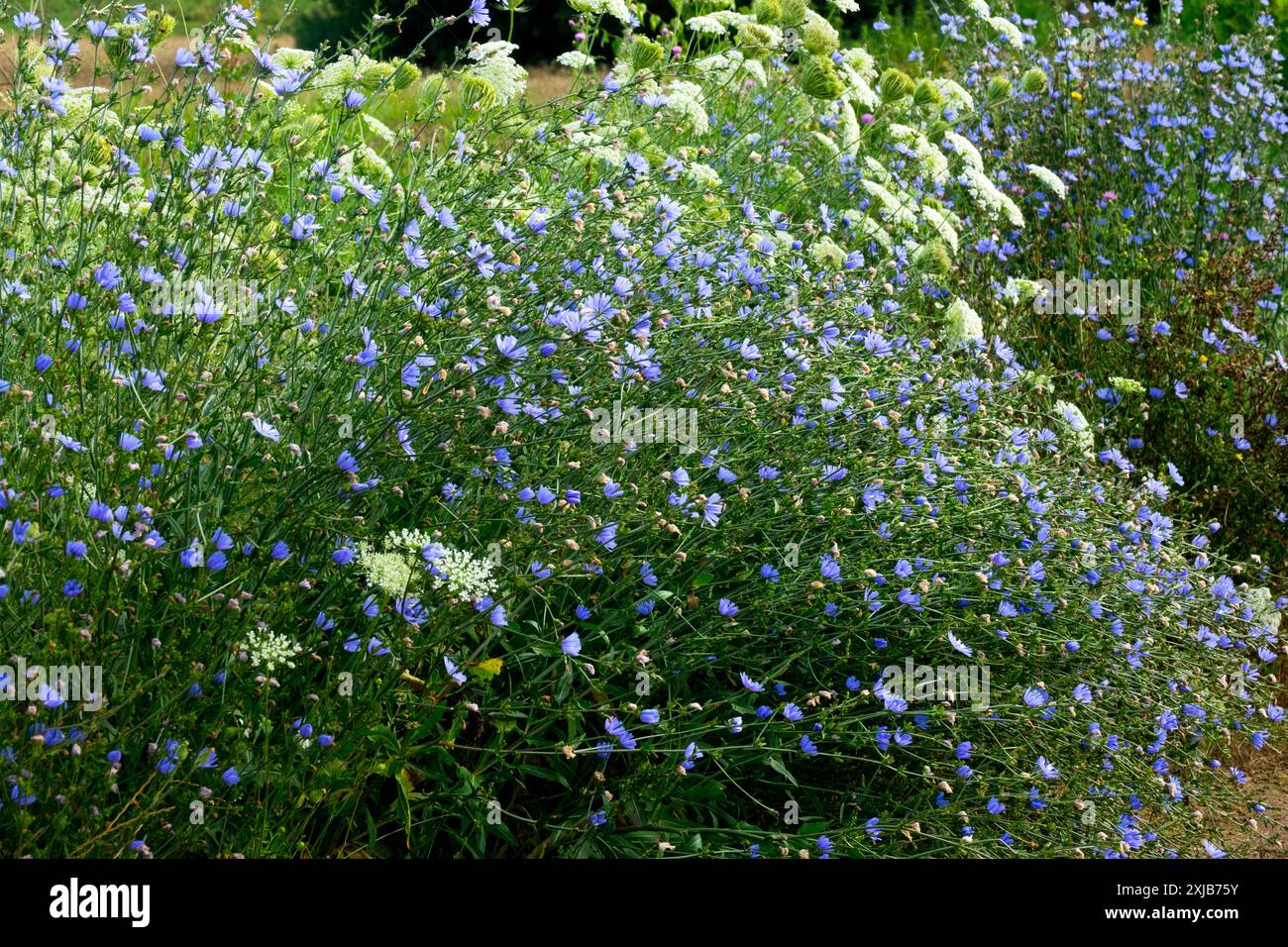 Common chicory wildflowers tufted growing Cichorium intybus Stock Photo ...