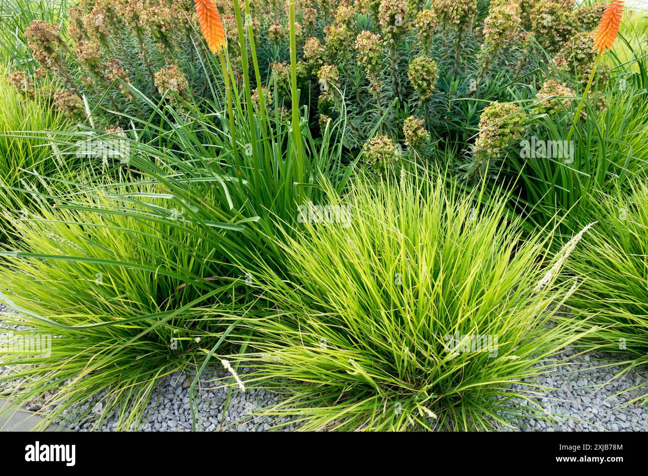 Gravel with grasses july hi-res stock photography and images - Alamy