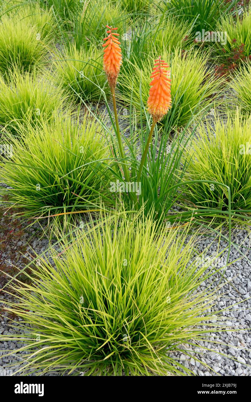 Alopecurus pratensis "Aureovariegatus" Gold Foxtail Grass Ornamental ...