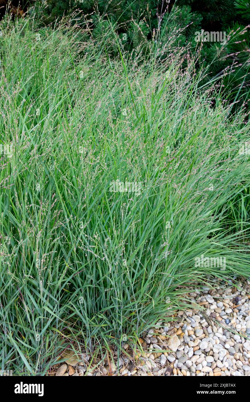 Panicum virgatum "Prairie Sky" Panic Grass Switch Switchgrass Panicums ...