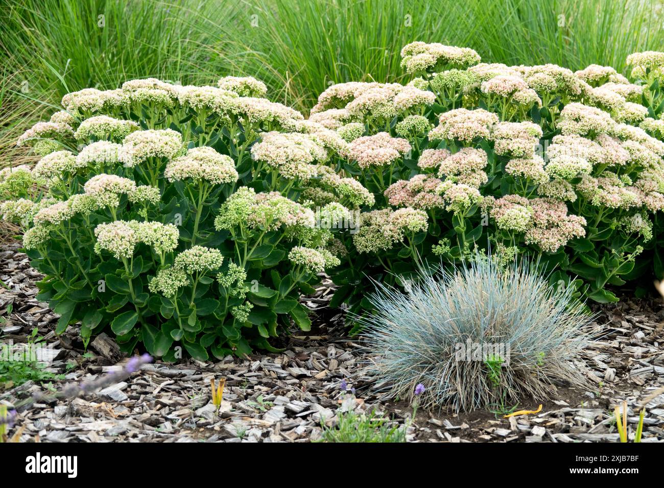 Sedum Hylotelephium spectabile "Stardust" Festuca glauca Blue Fescue ...