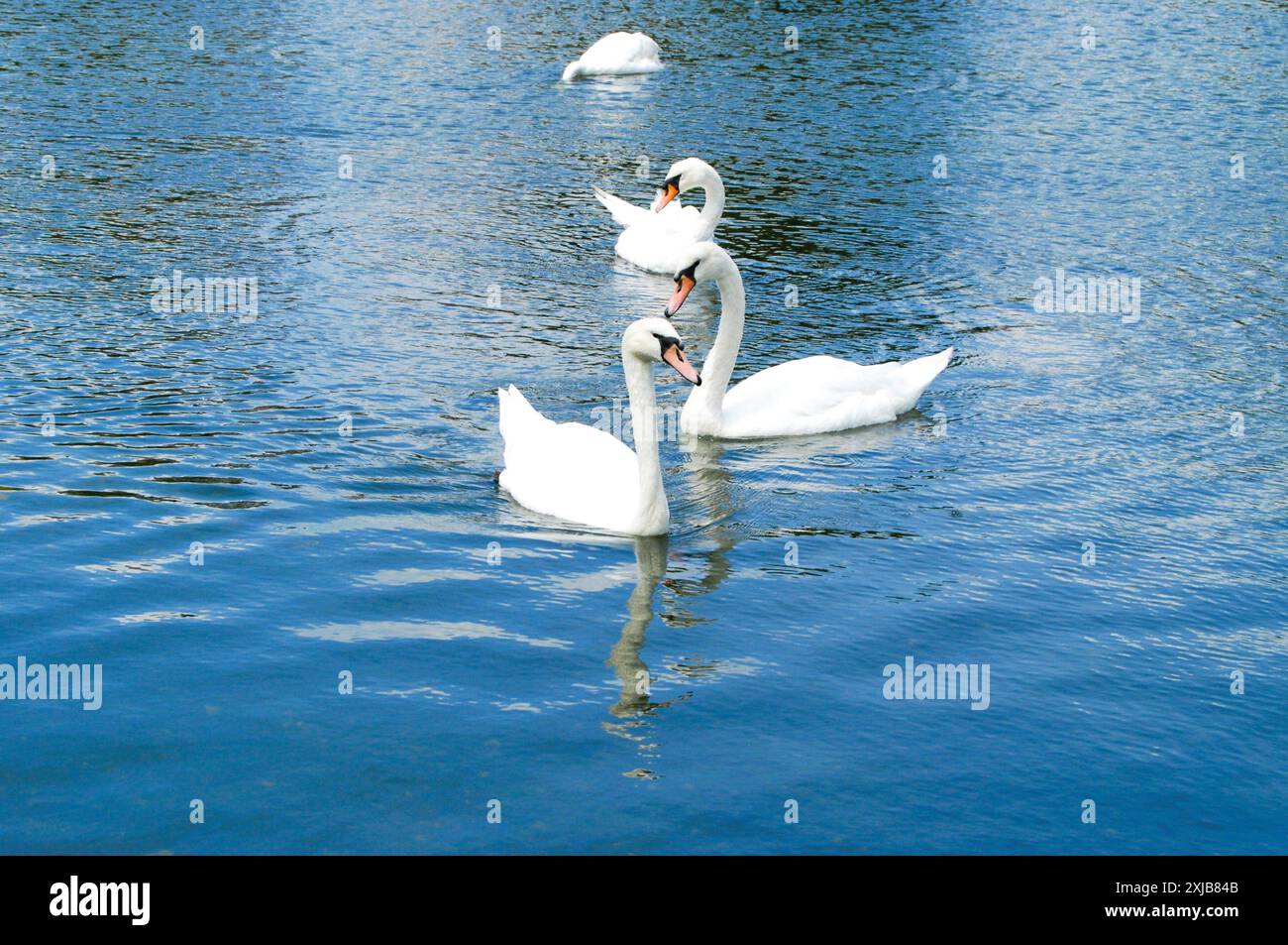 Three swans on a lake or pond, sky reflected in the water, in a line ...