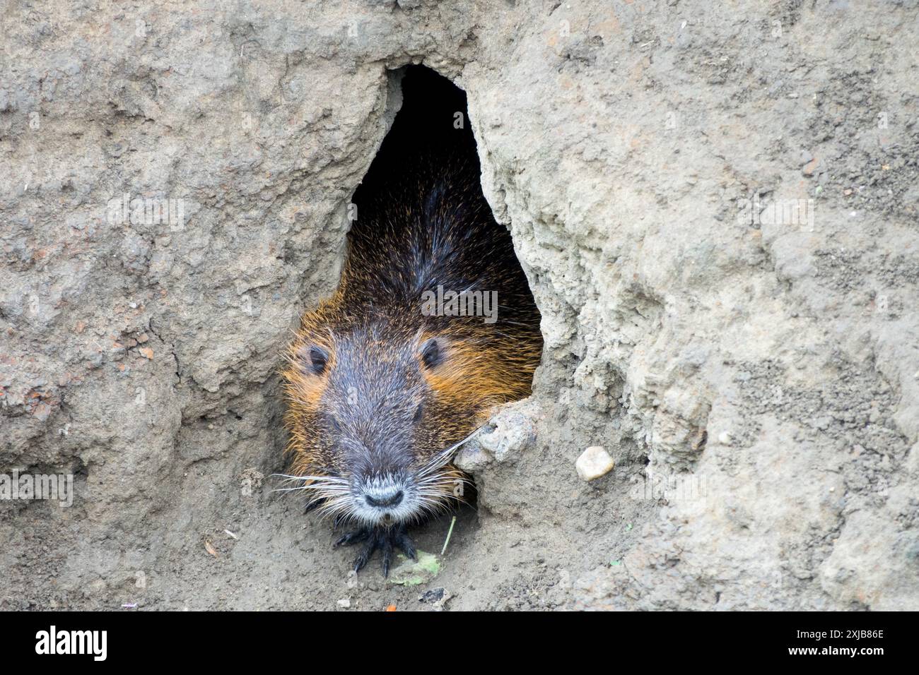 Myocastor coypus Coypu, Nutria devastate the shores by digging burrows ...