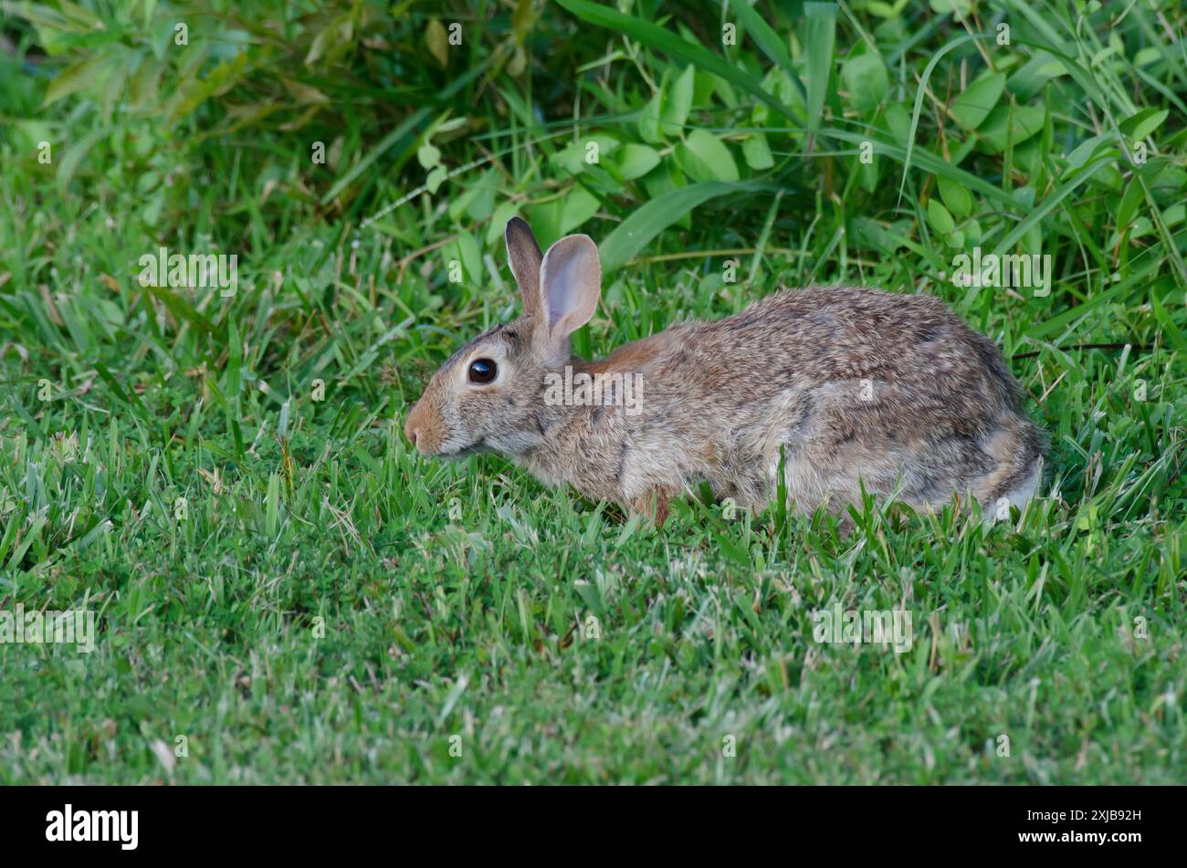 Eastern Cottontail, Sylvilagus floridanus Stock Photo - Alamy