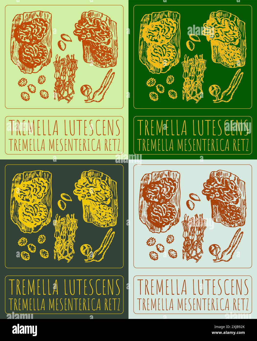 Set of vector drawing TREMELLA LUTESCENS in various colors. Hand drawn ...