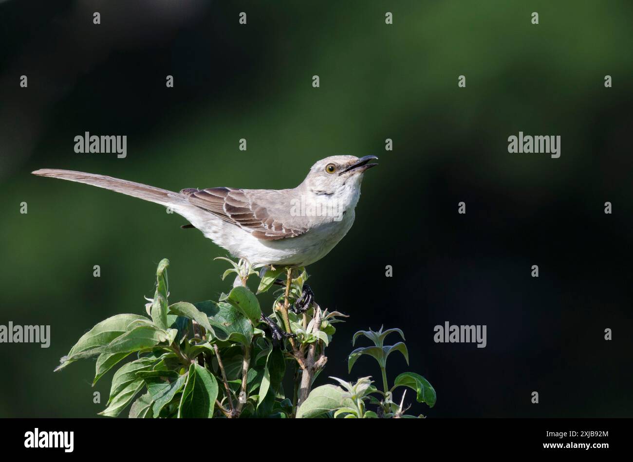 Northern Mockingbird, Mimus polyglottos Stock Photo - Alamy