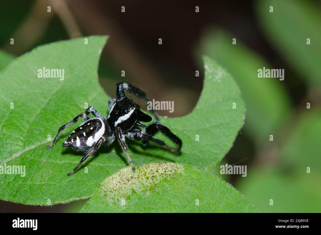 Jumping Spider, Paraphidippus aurantius, male Stock Photo - Alamy