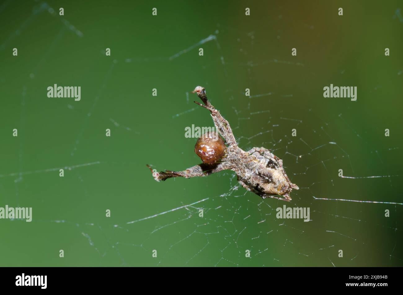 Spider feeding on prey hi-res stock photography and images - Alamy