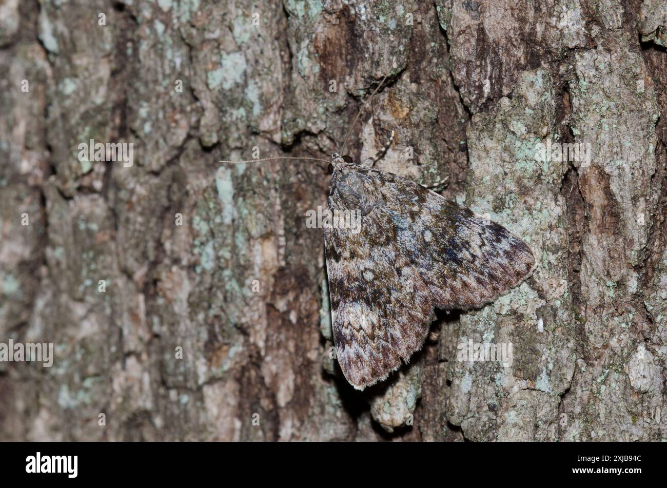 Underwing moth catocala sp hi-res stock photography and images - Alamy