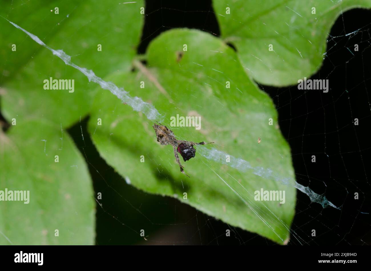 Featherlegged Spider, Uloborus sp., feeding on captured prey in web ...