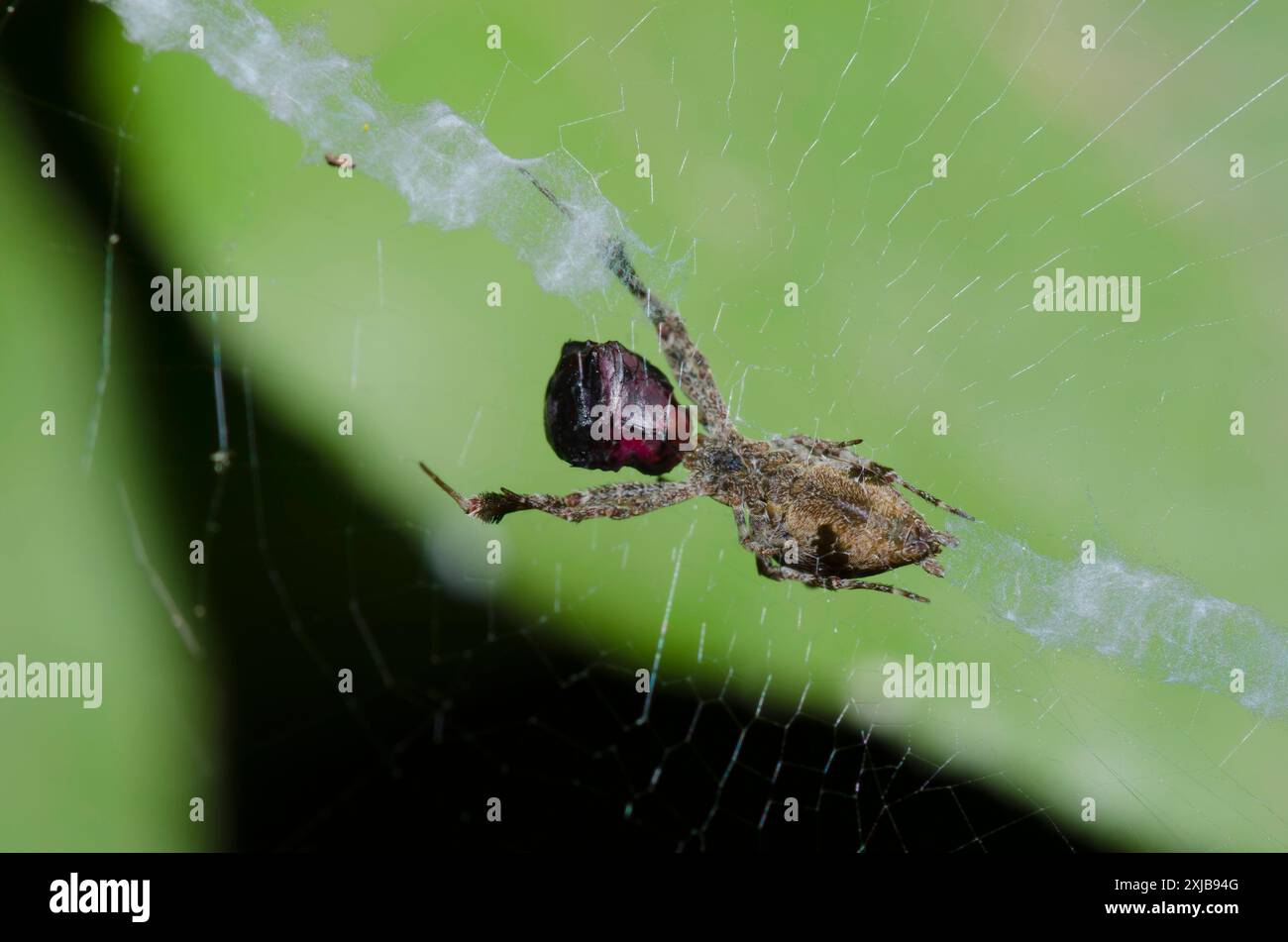 Featherlegged Spider, Uloborus sp., feeding on captured prey in web ...