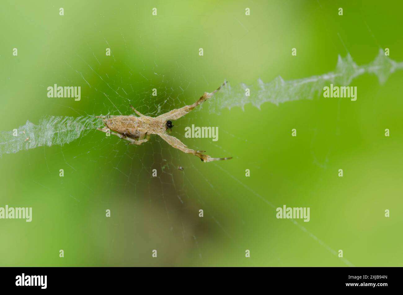 Featherlegged Spider, Uloborus sp., feeding on captured prey in web ...