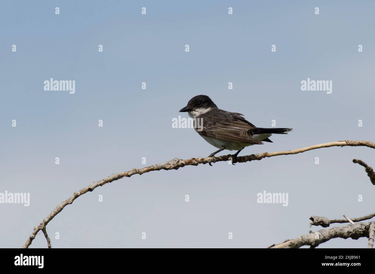 Tyrannus tyrannus hi-res stock photography and images - Alamy