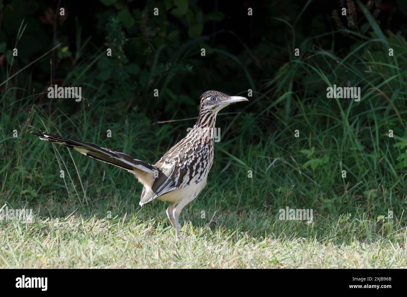 Roadrunner predator hi-res stock photography and images - Alamy