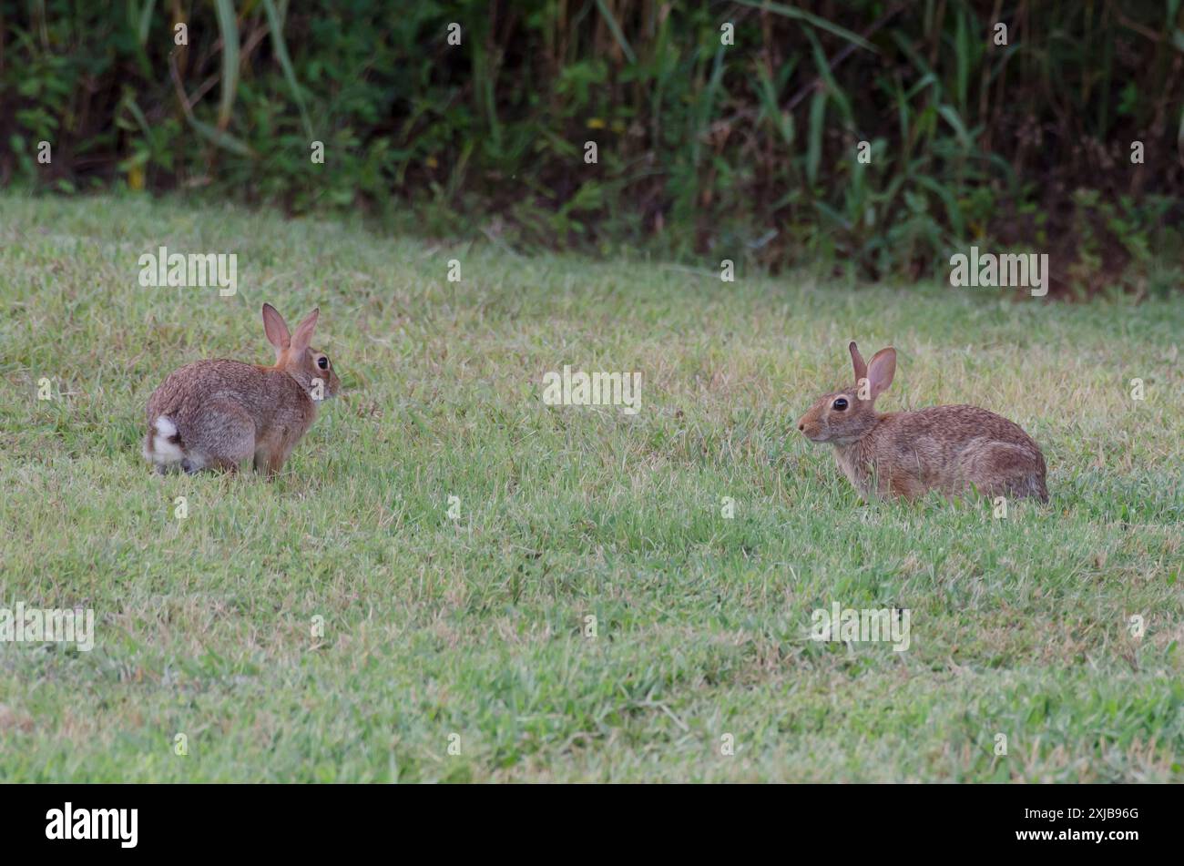 Cottontails hi-res stock photography and images - Alamy