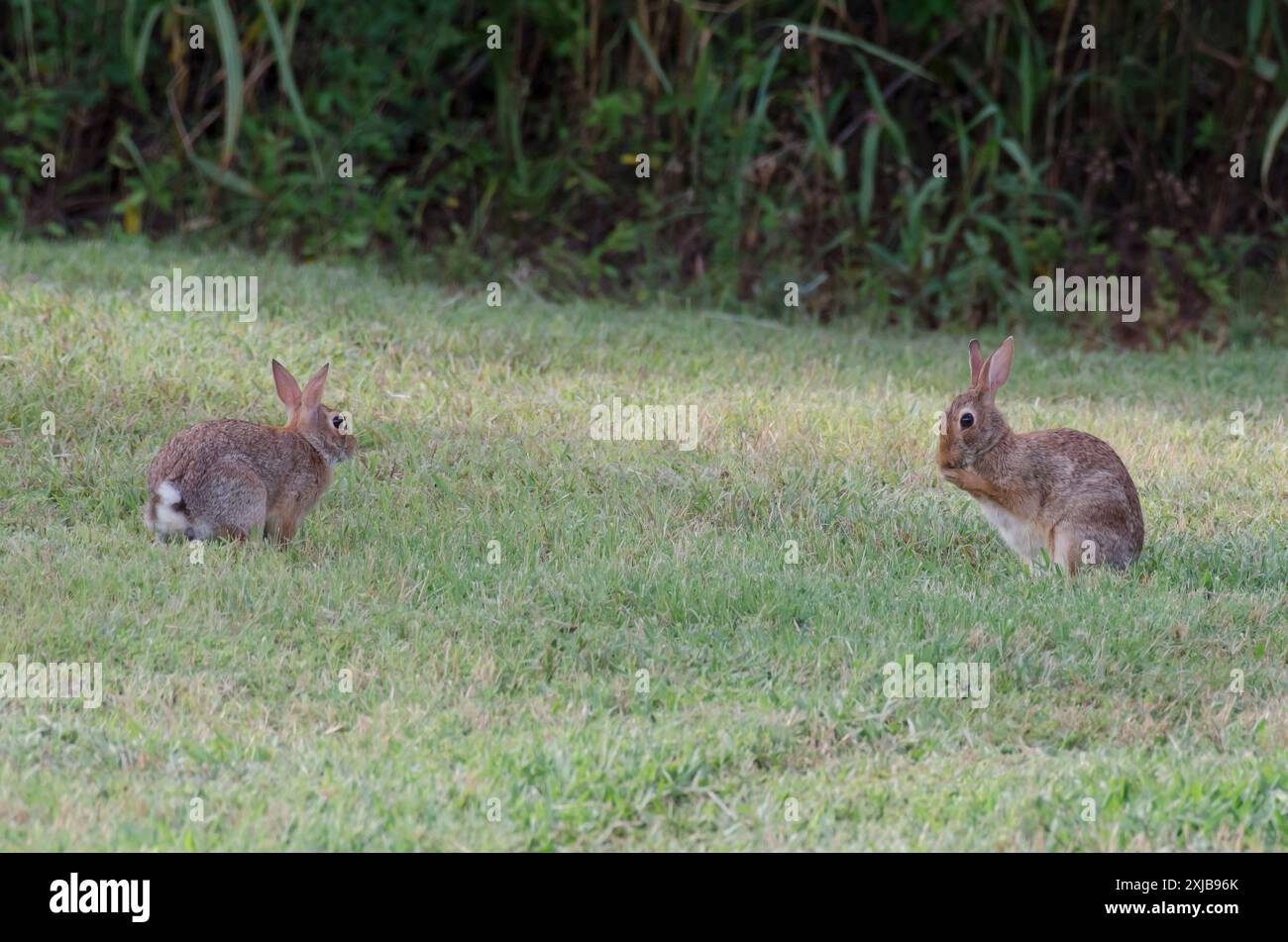 Cottontails hi-res stock photography and images - Alamy