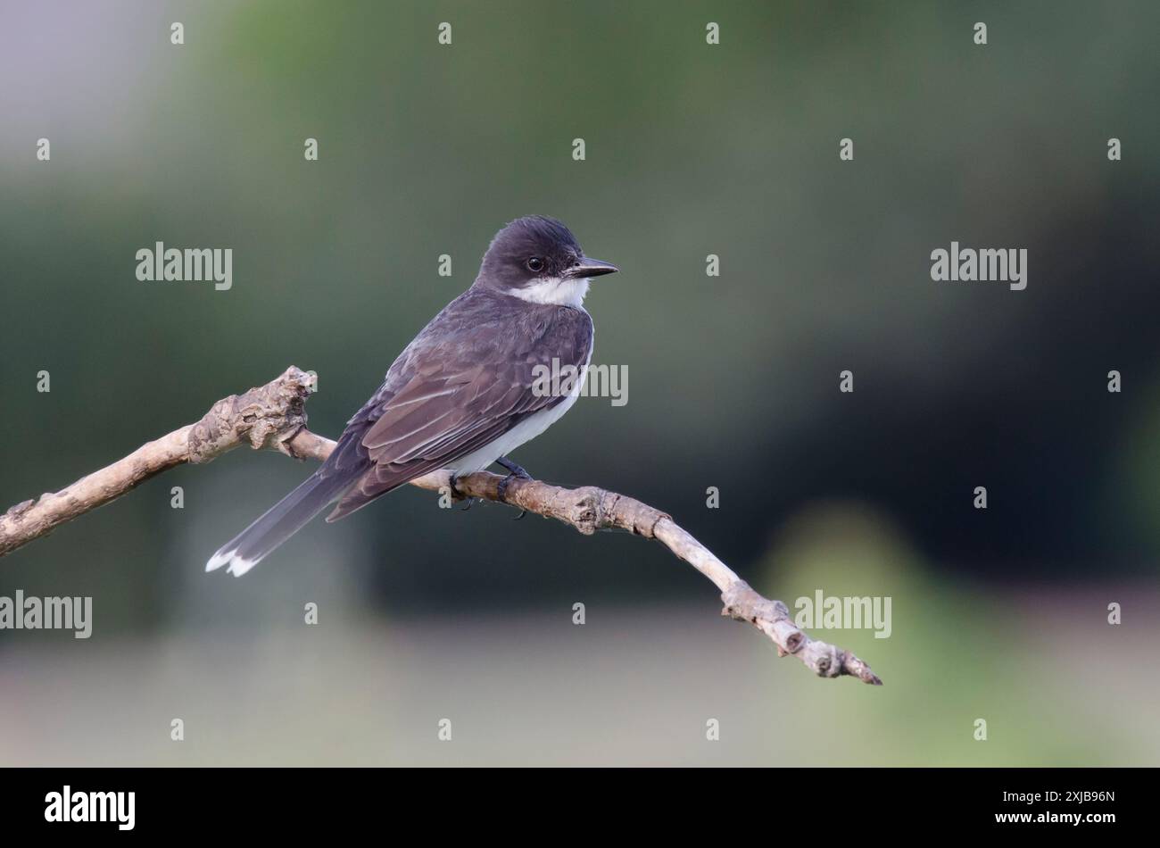 Eastern Kingbird, Tyrannus tyrannus Stock Photo - Alamy