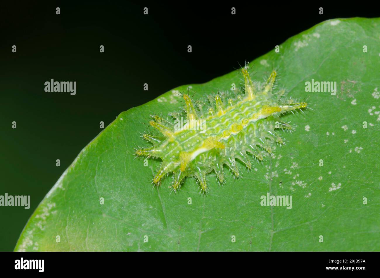 Stinging rose caterpillar moth hi-res stock photography and images - Alamy