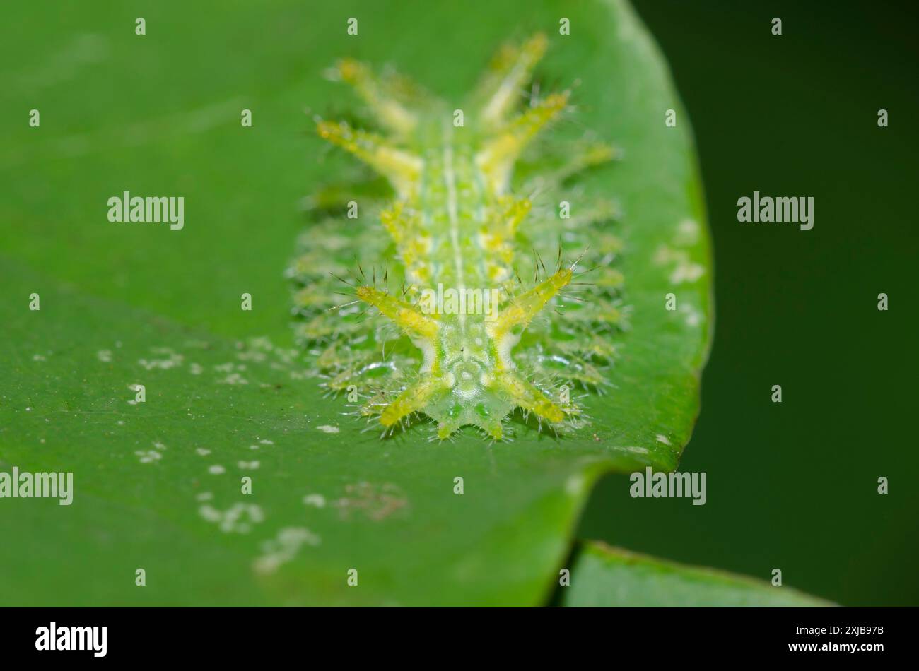 Stinging rose caterpillar moth hi-res stock photography and images - Alamy