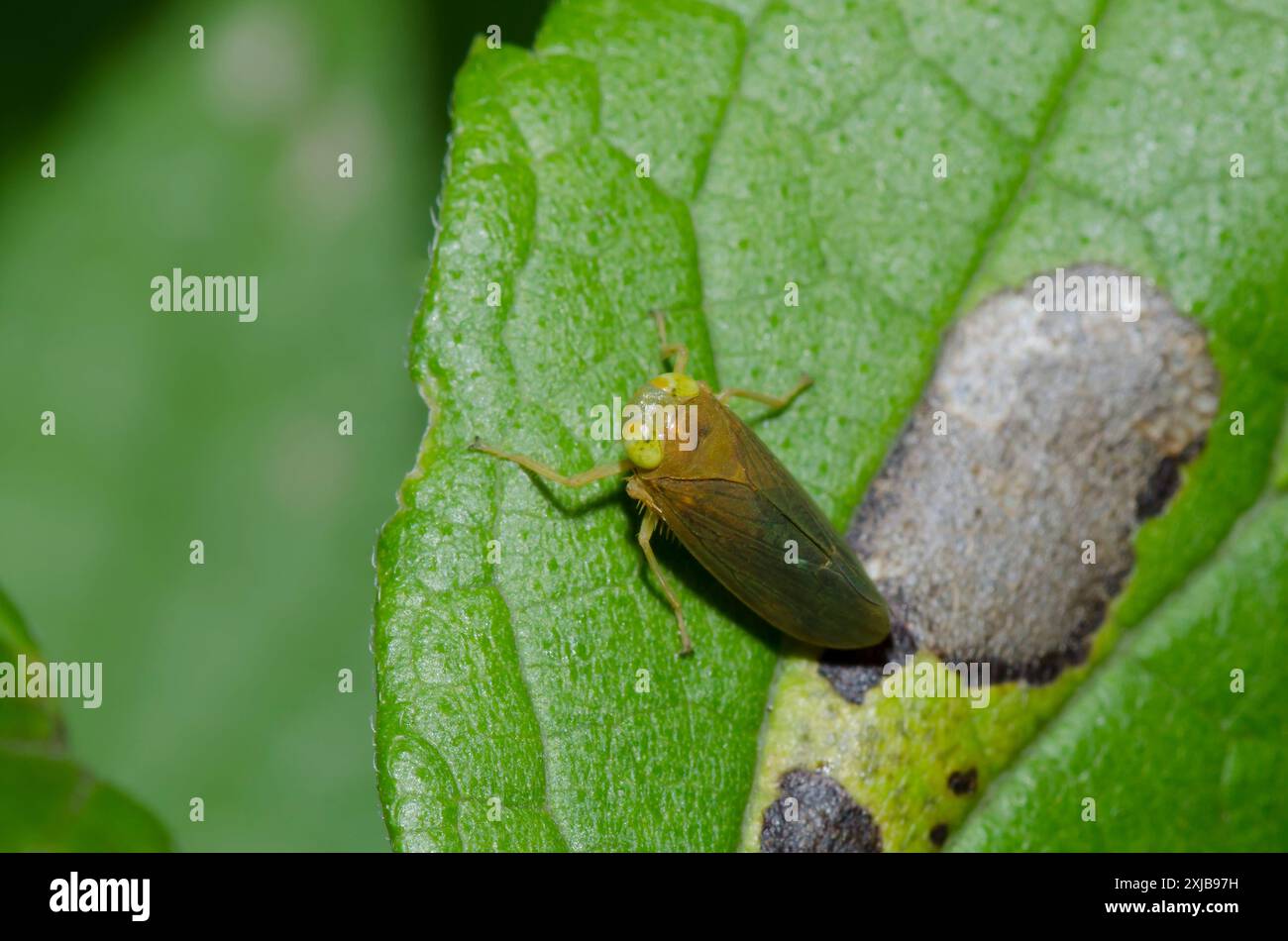 Cicadellidae hi-res stock photography and images - Alamy
