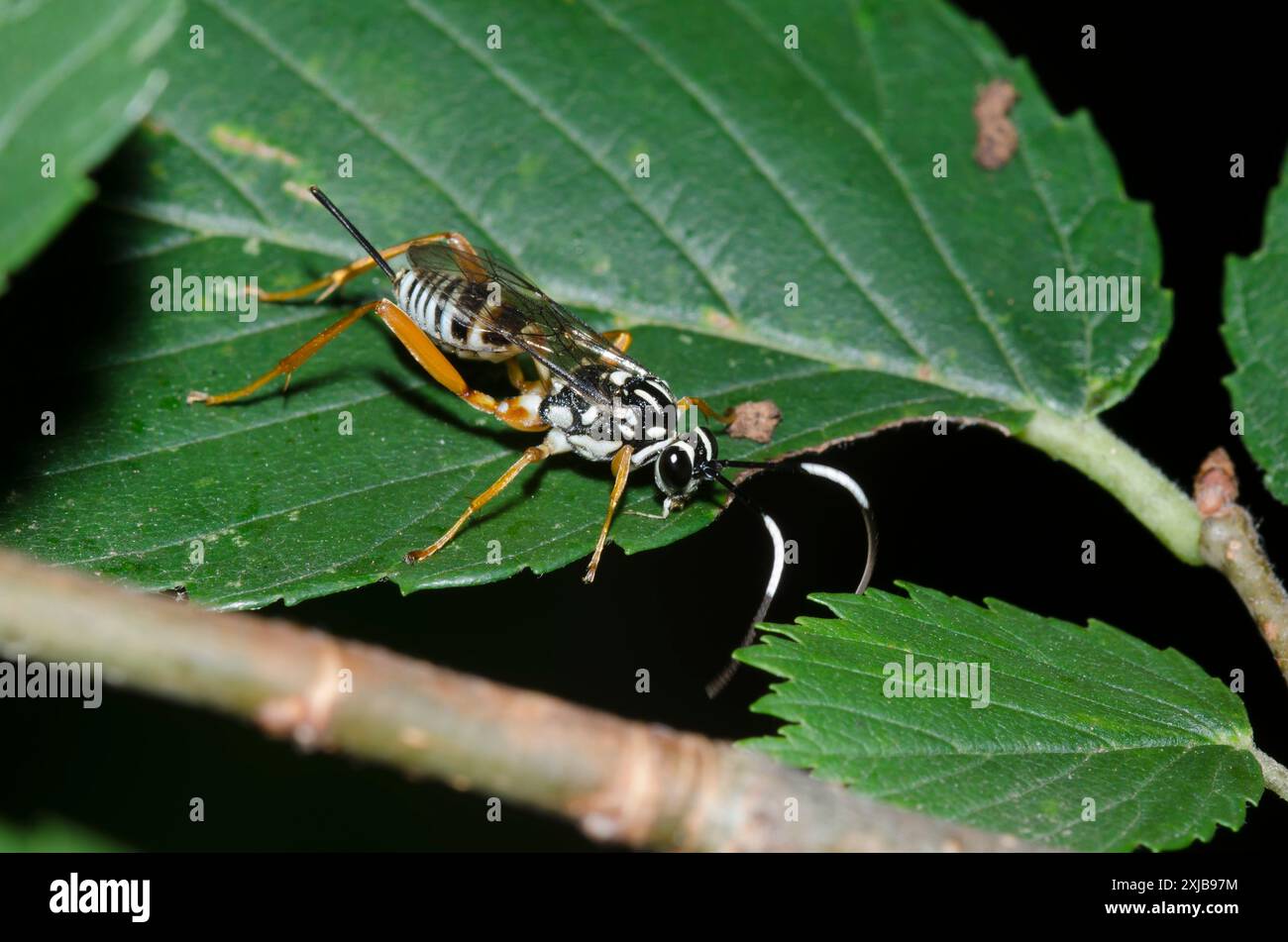 Ichneumon Wasp, Baryceros texanus, female Stock Photo - Alamy