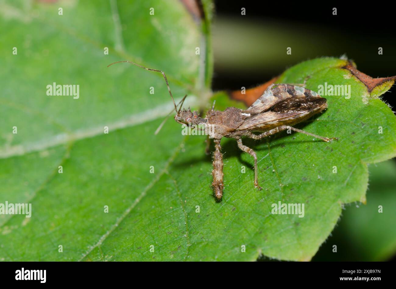 Assassin bug bite hi-res stock photography and images - Alamy