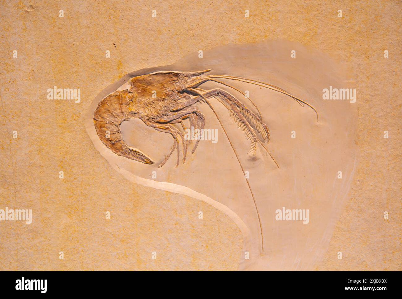 Fossil of extinct species of lobster-like decapod crustacean ...