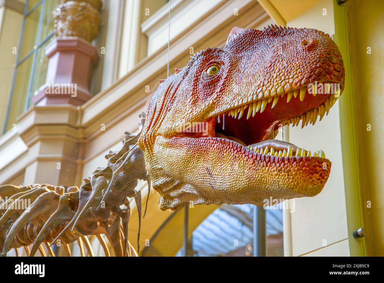Carnivorous dinosaurs allosaurus hi-res stock photography and images ...